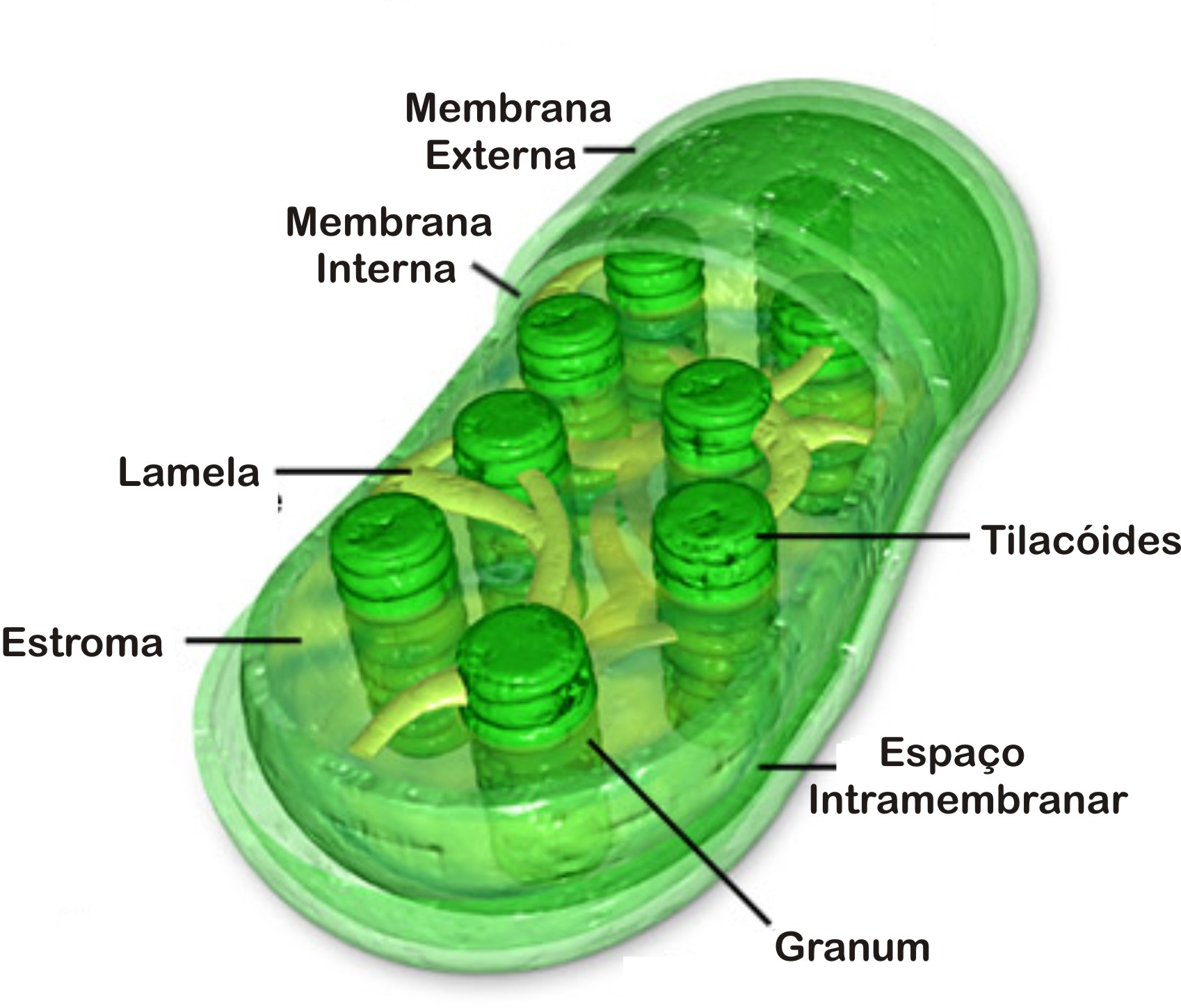 Cloroplastos S Biologia Cloroplastos S Biologia